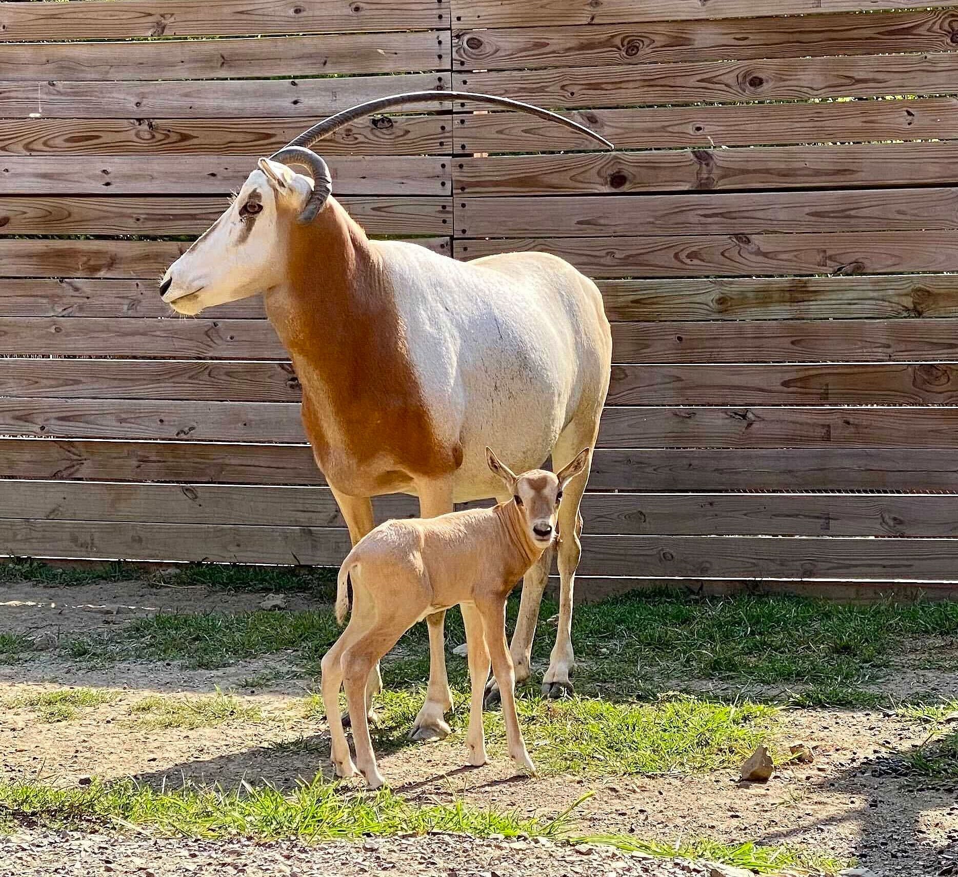 Oryx