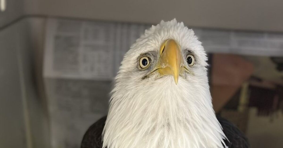 Bald eagles are still dying from lead poisoning, wildlife officials ...